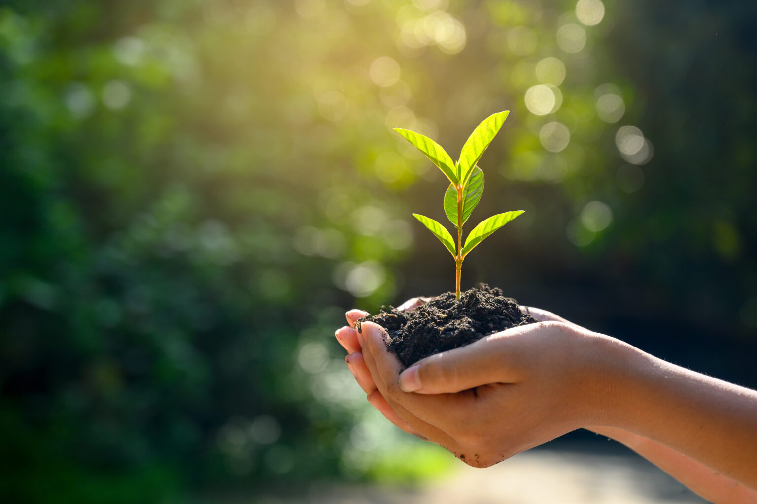 Sustainable Living Tips for Beginners: Easy Ways to Go Eco-Friendly ...